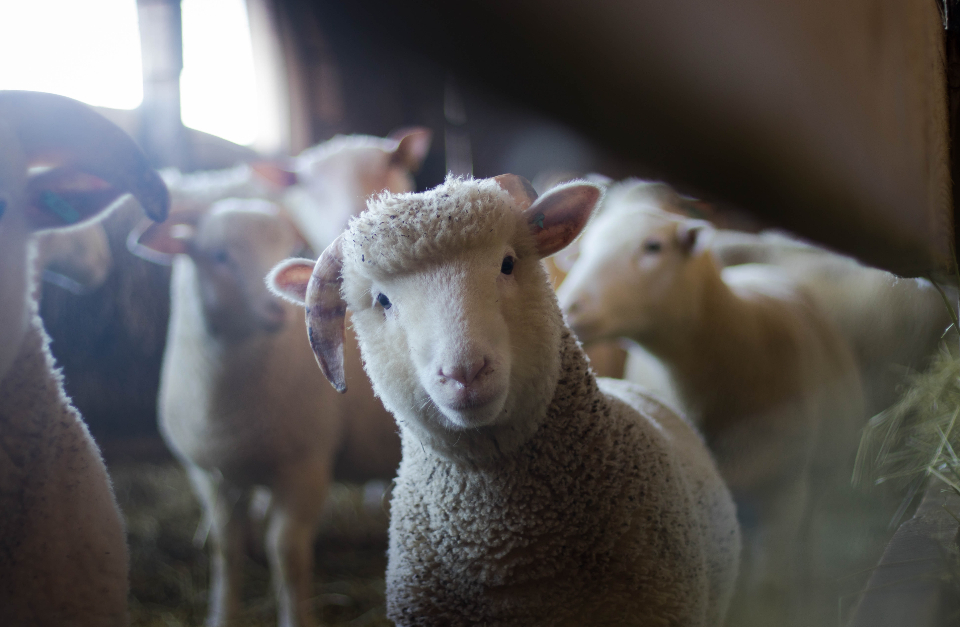 61 Animal Farm Paper Topics That Won t Leave You Indifferent Blog 61 Animal Farm Paper Topics That Won t Leave You Indifferent Blog